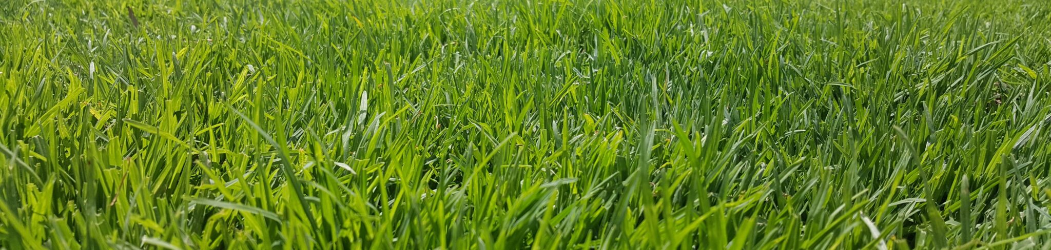 Instant Lawn – Easy Lawn – Instant Lawn Supplier – Grass. Kikuyu and LM ...